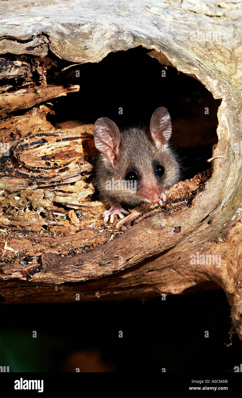 Eastern Pygmy Possum Habitat