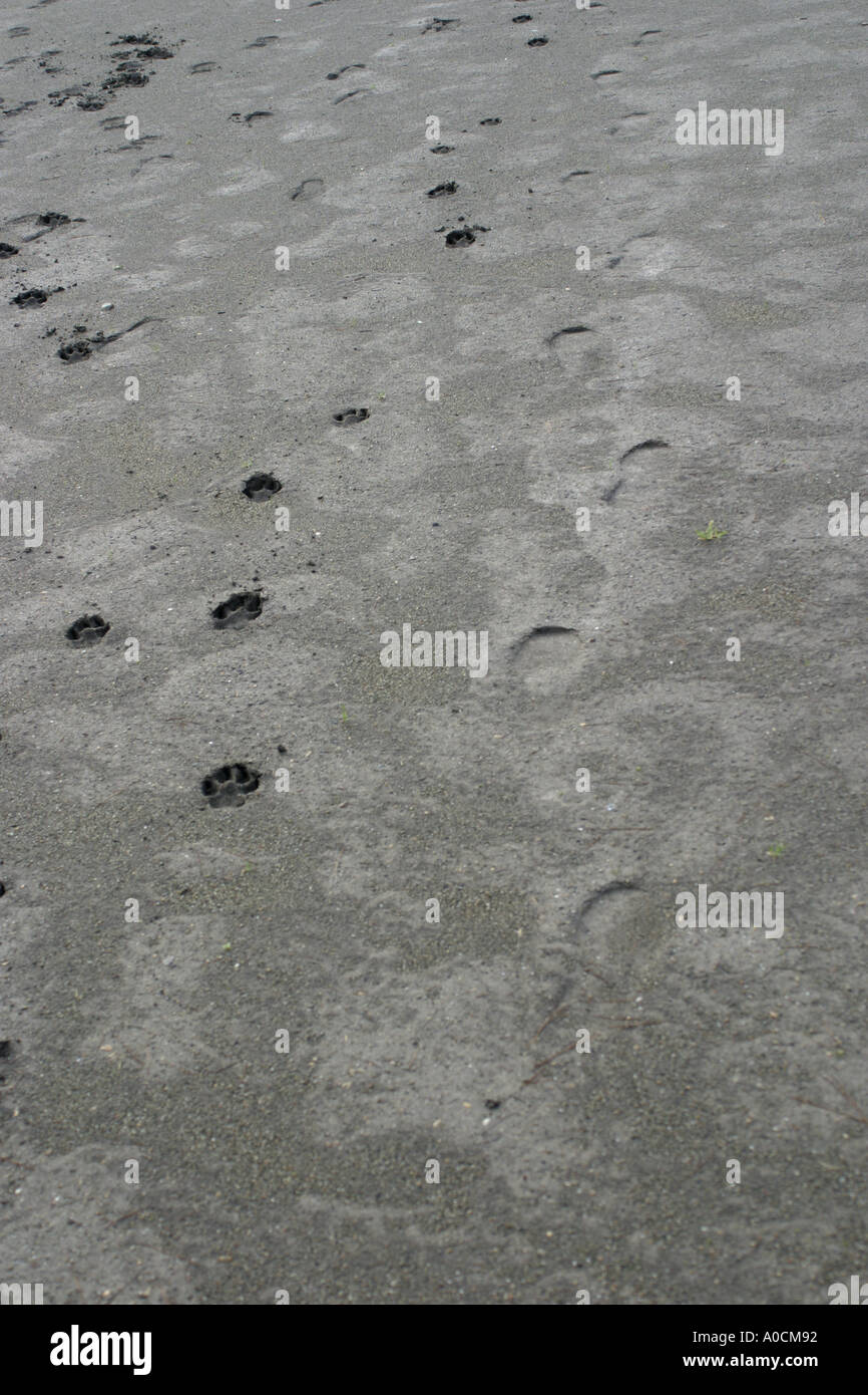 after walking the dog footsteps and pawprints in the sand Stock Photo ...