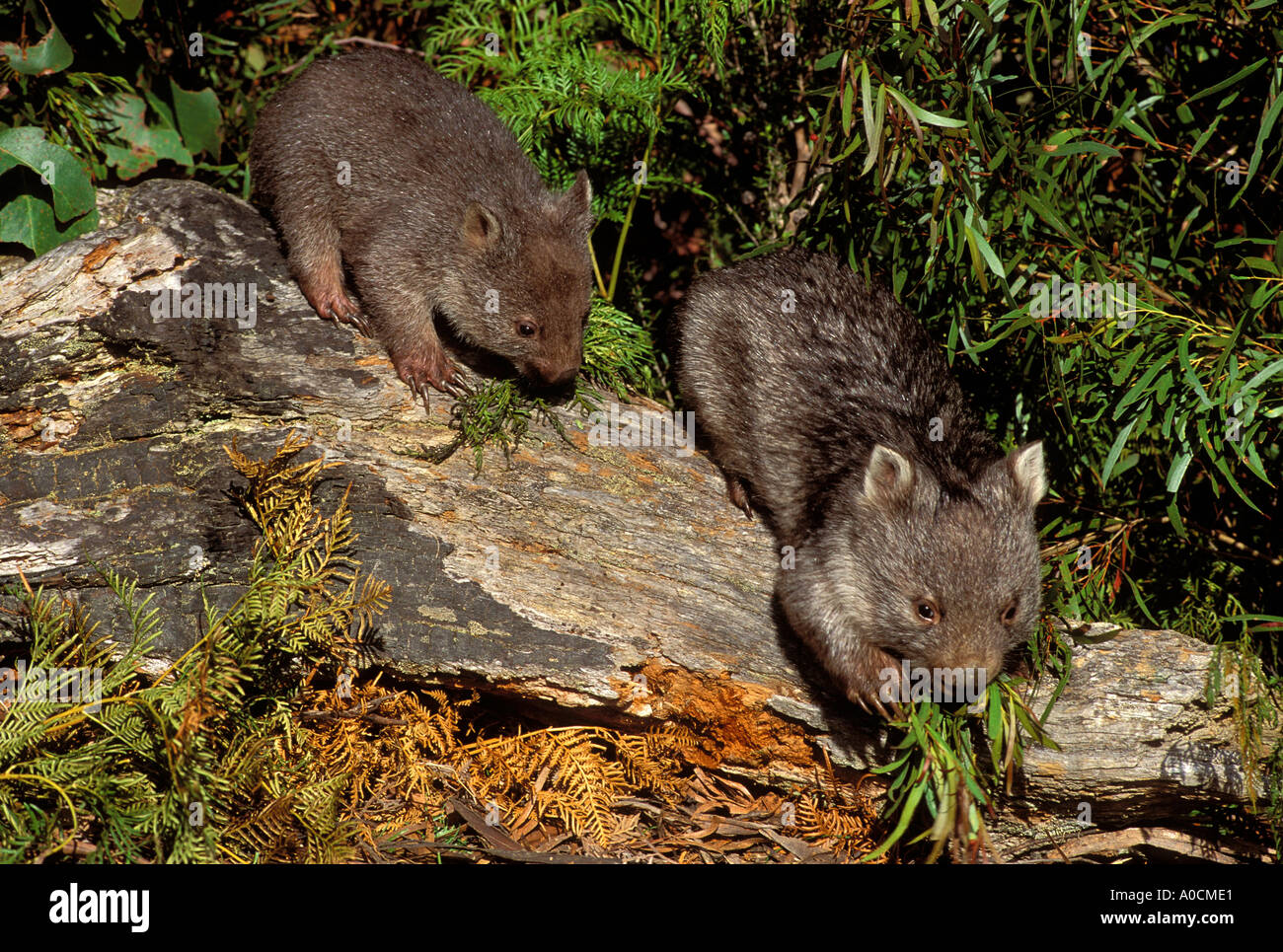 Tasmania wombats hi-res stock photography and images - Alamy