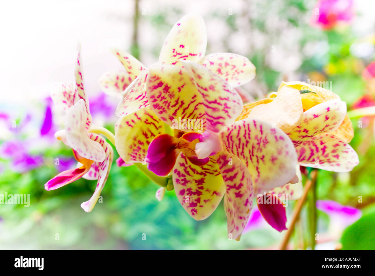 Orchids blossom hi-res stock photography and images - Alamy
