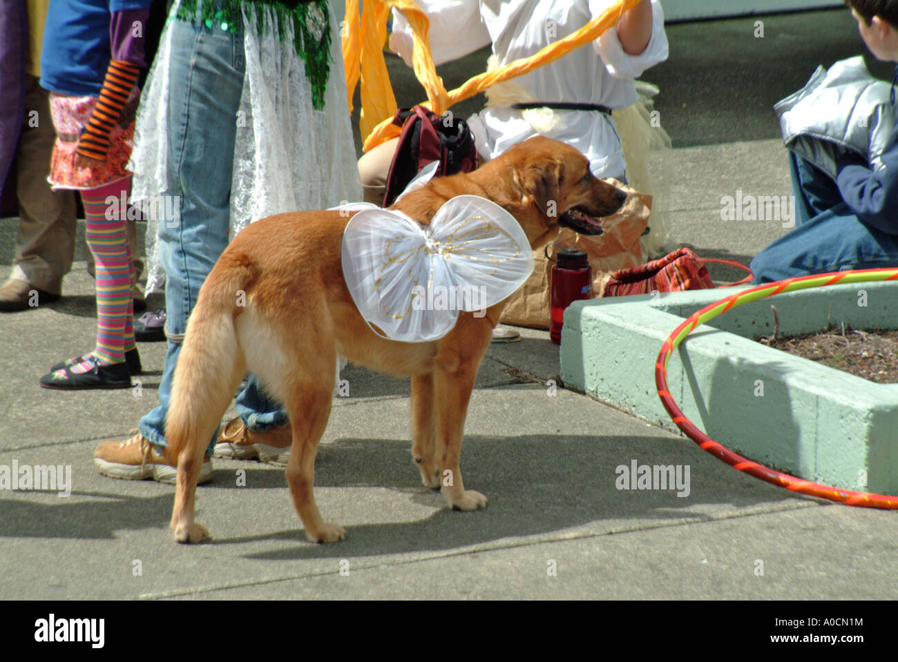 Attendees dress up in strange costumes for the annual Occidental ...