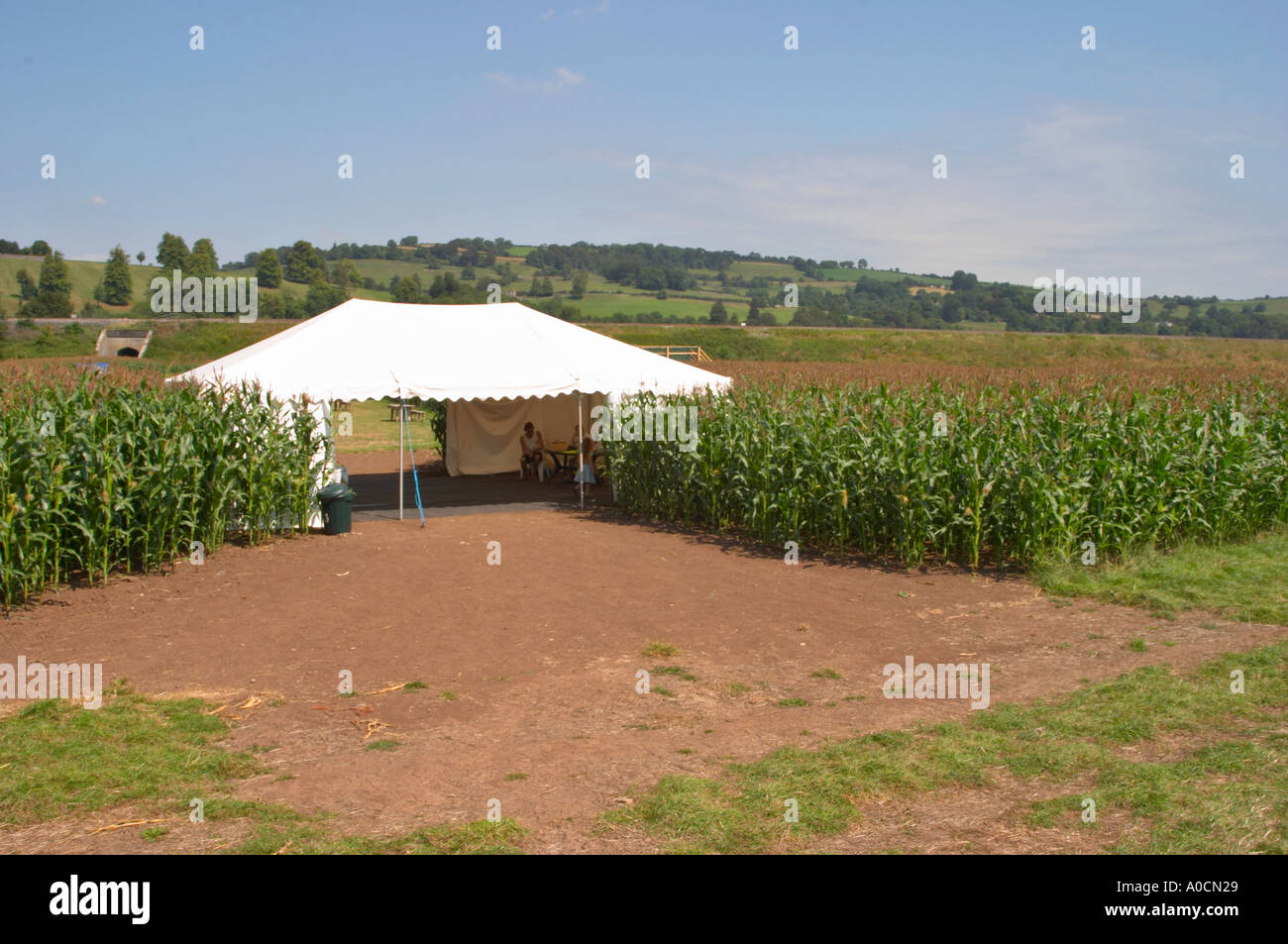 The Entrance to the Great Western Maize Maze at Newton Farm Newton St ...