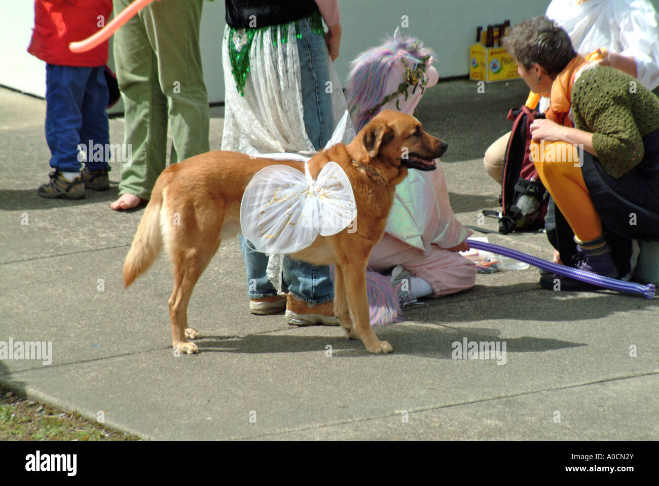Attendees dress up in strange costumes for the annual Occidental ...