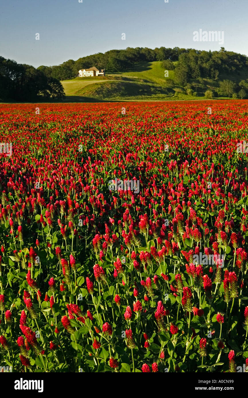 Clover 1 hi-res stock photography and images - Alamy