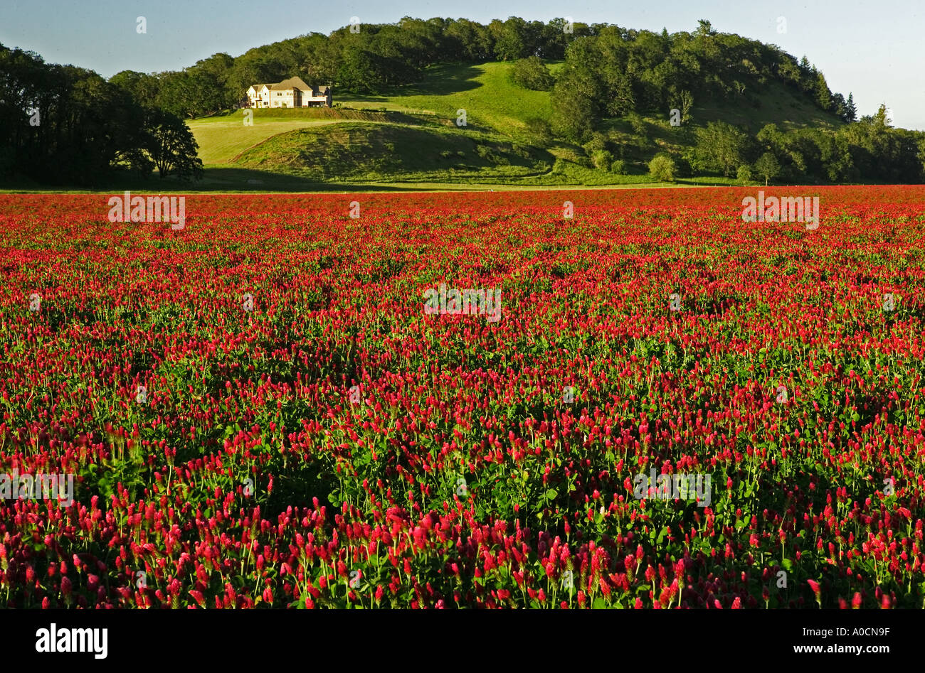 Clover 1 hi-res stock photography and images - Alamy
