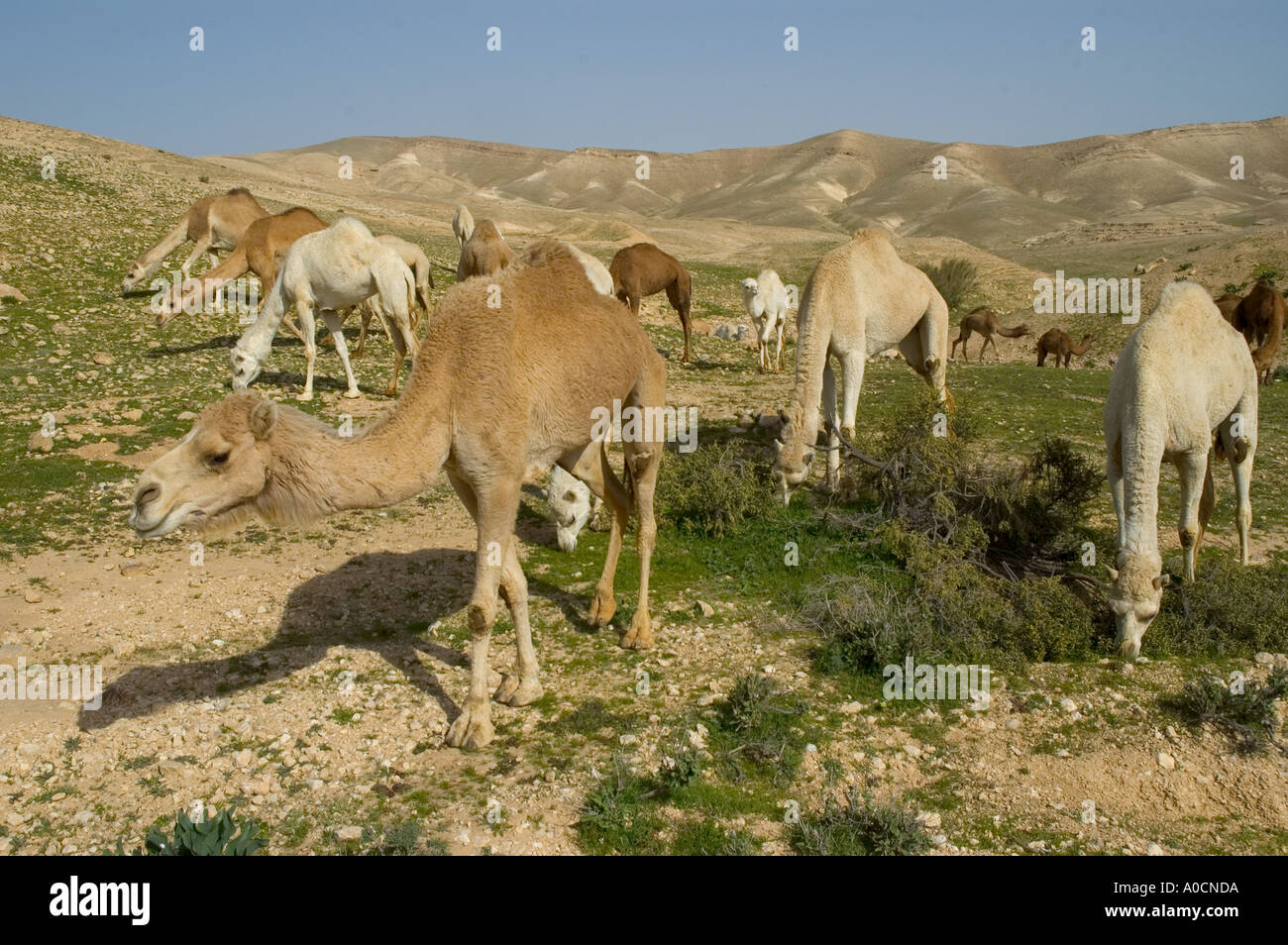 Israel Negev desert Arad area camel herd grazing in the desert after ...