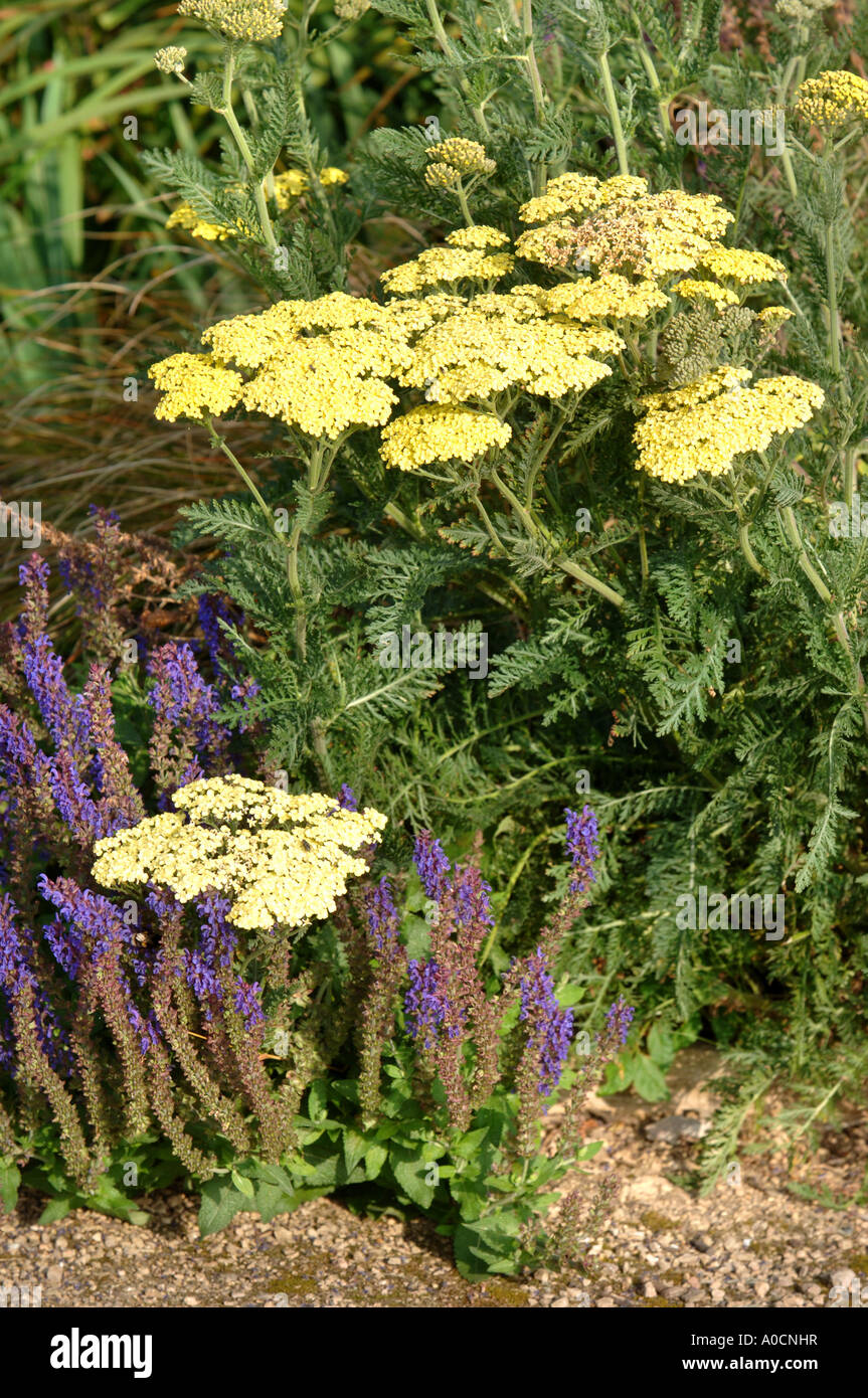 YELLOW ACHILLEA FLOWERS WITH PURPLE SALVIA IN A COTTAGE GARDEN UK Stock ...