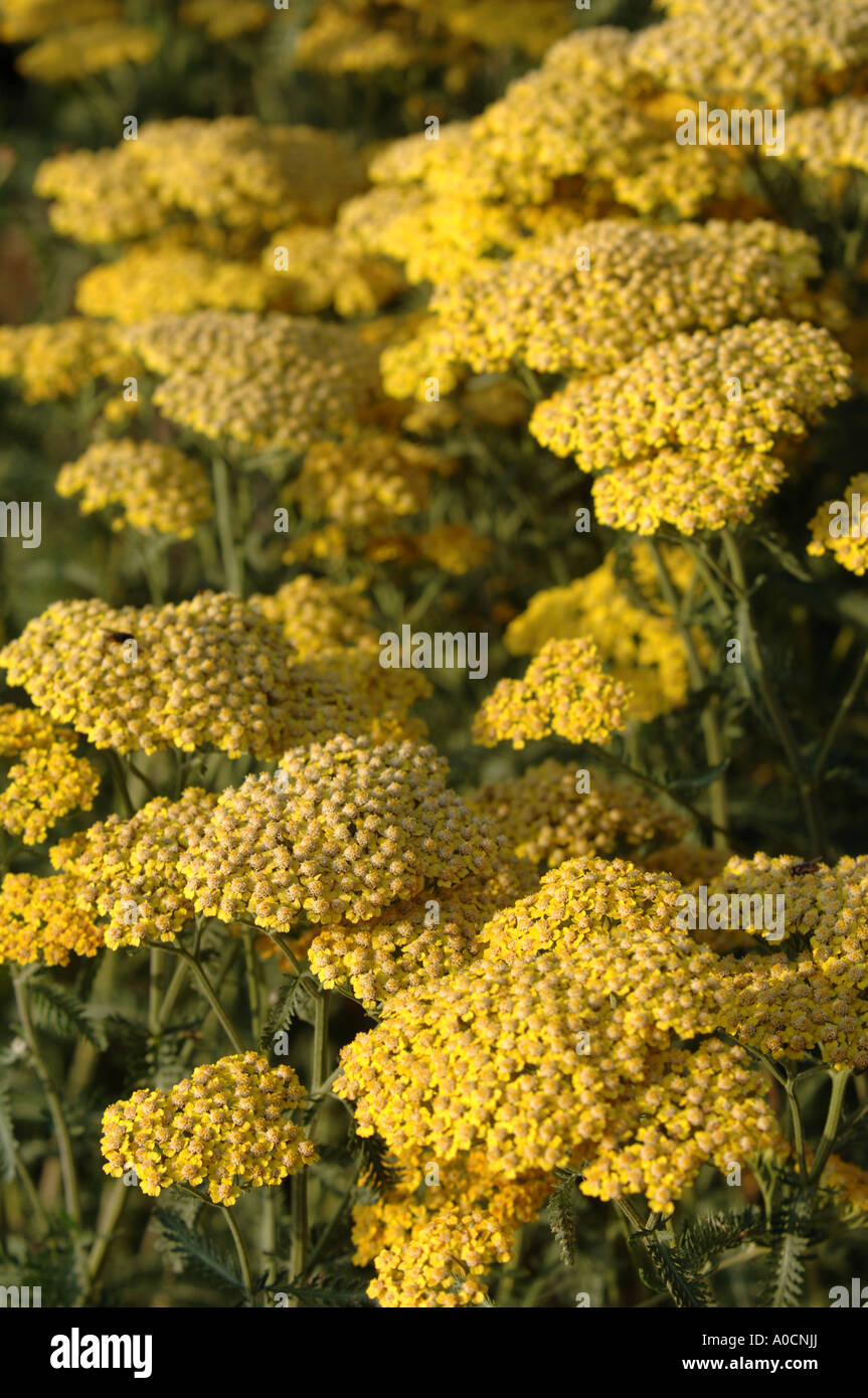 Achillea in bloom hi-res stock photography and images - Alamy