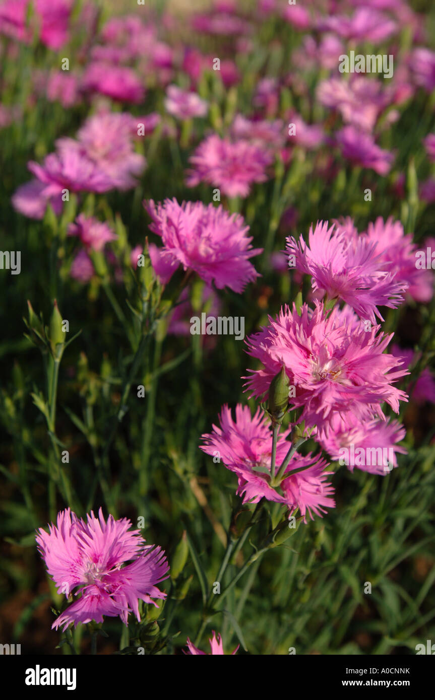 Cuttings of pinks hi-res stock photography and images - Alamy