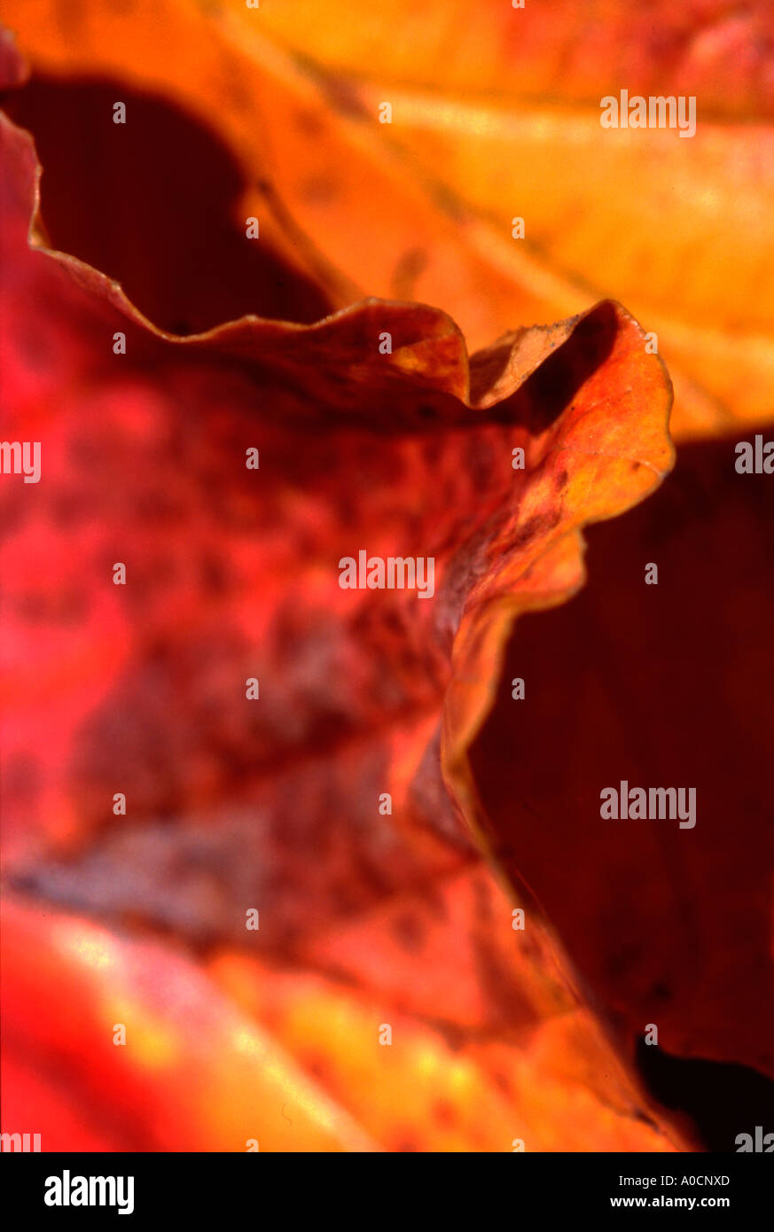 Fall Leaves, Washington Park Arboretum, Seattle Stock Photo - Alamy