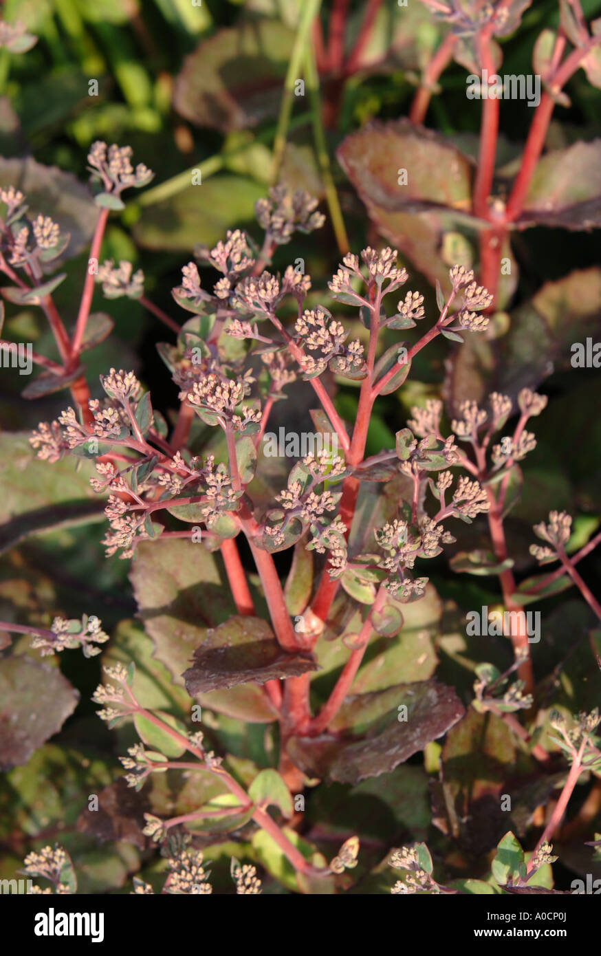 SEDUM OUT OF FLOWER UK Stock Photo - Alamy