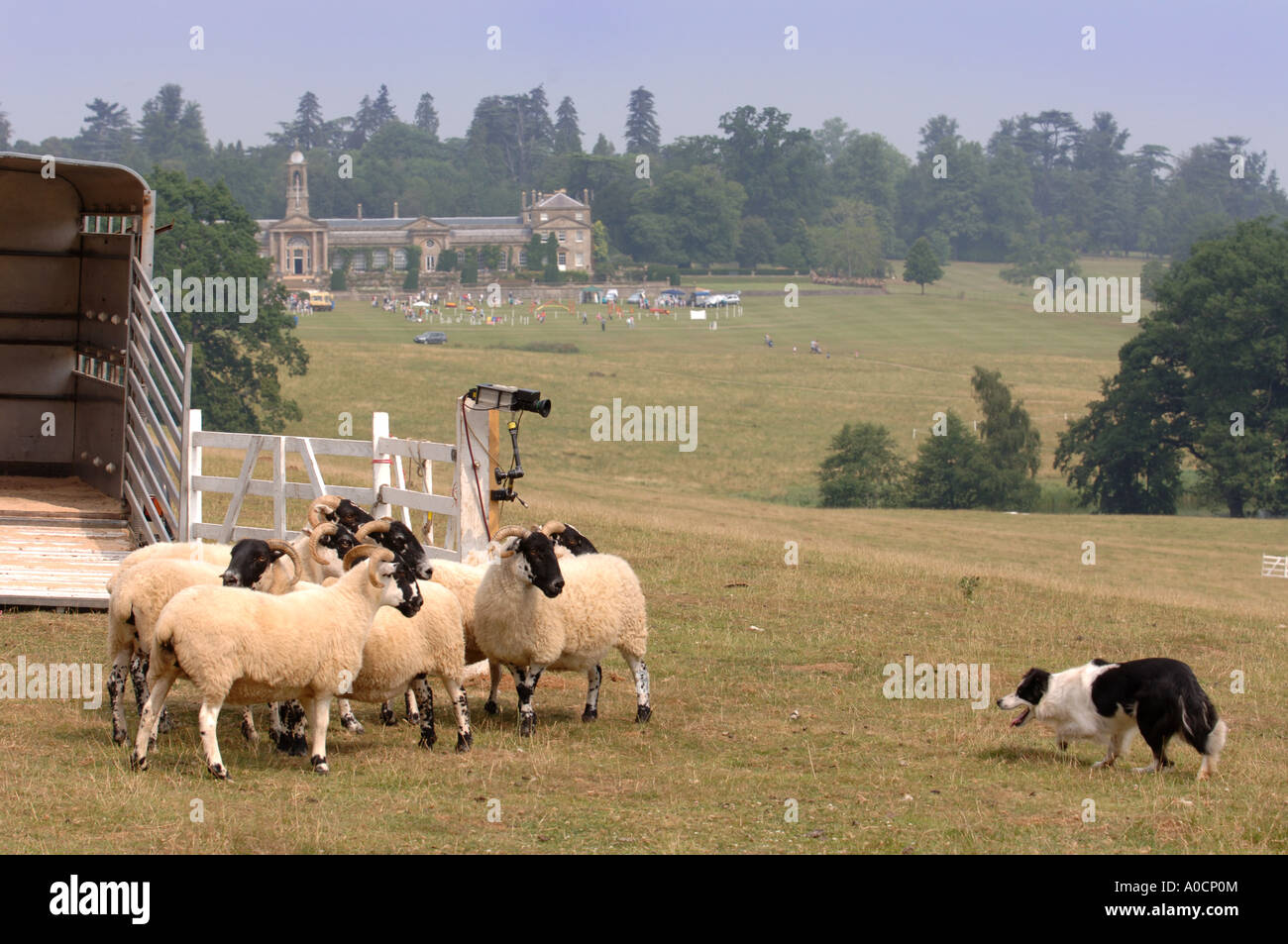 Filming dog hi-res stock photography and images - Alamy