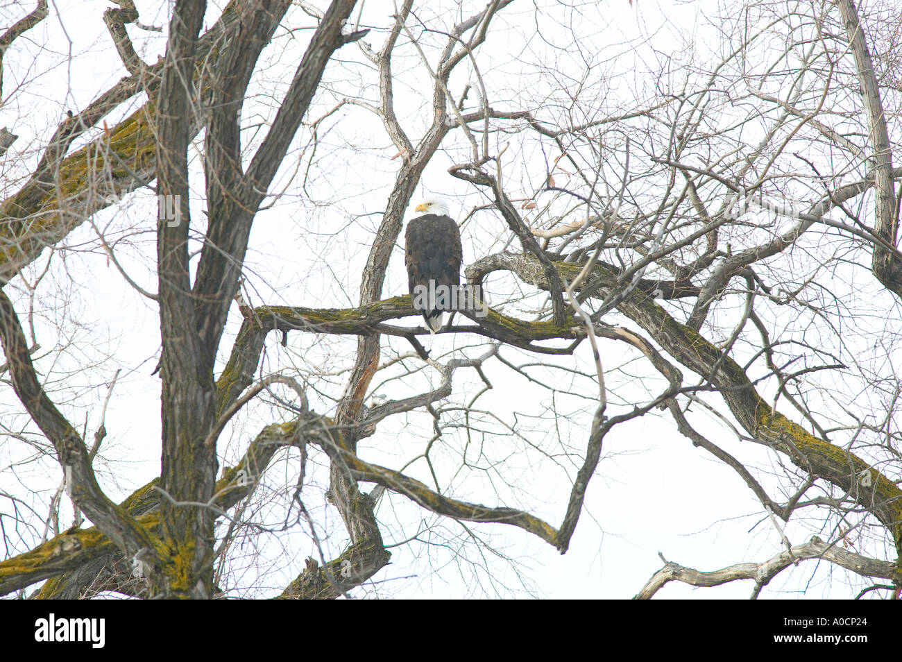 Bald Eagel in tree with Lower Klamath Fall National Wildlife Refuge ...