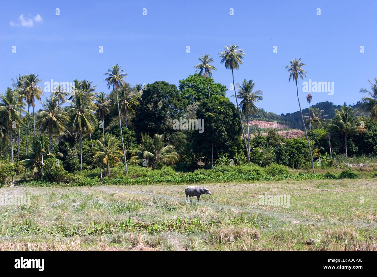 Oxen eyes hi-res stock photography and images - Alamy