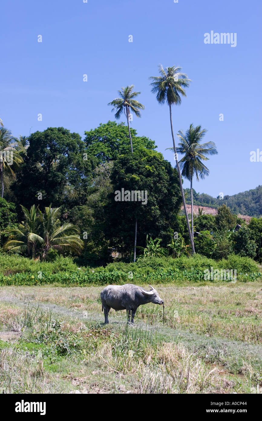 Oxen eyes hi-res stock photography and images - Alamy