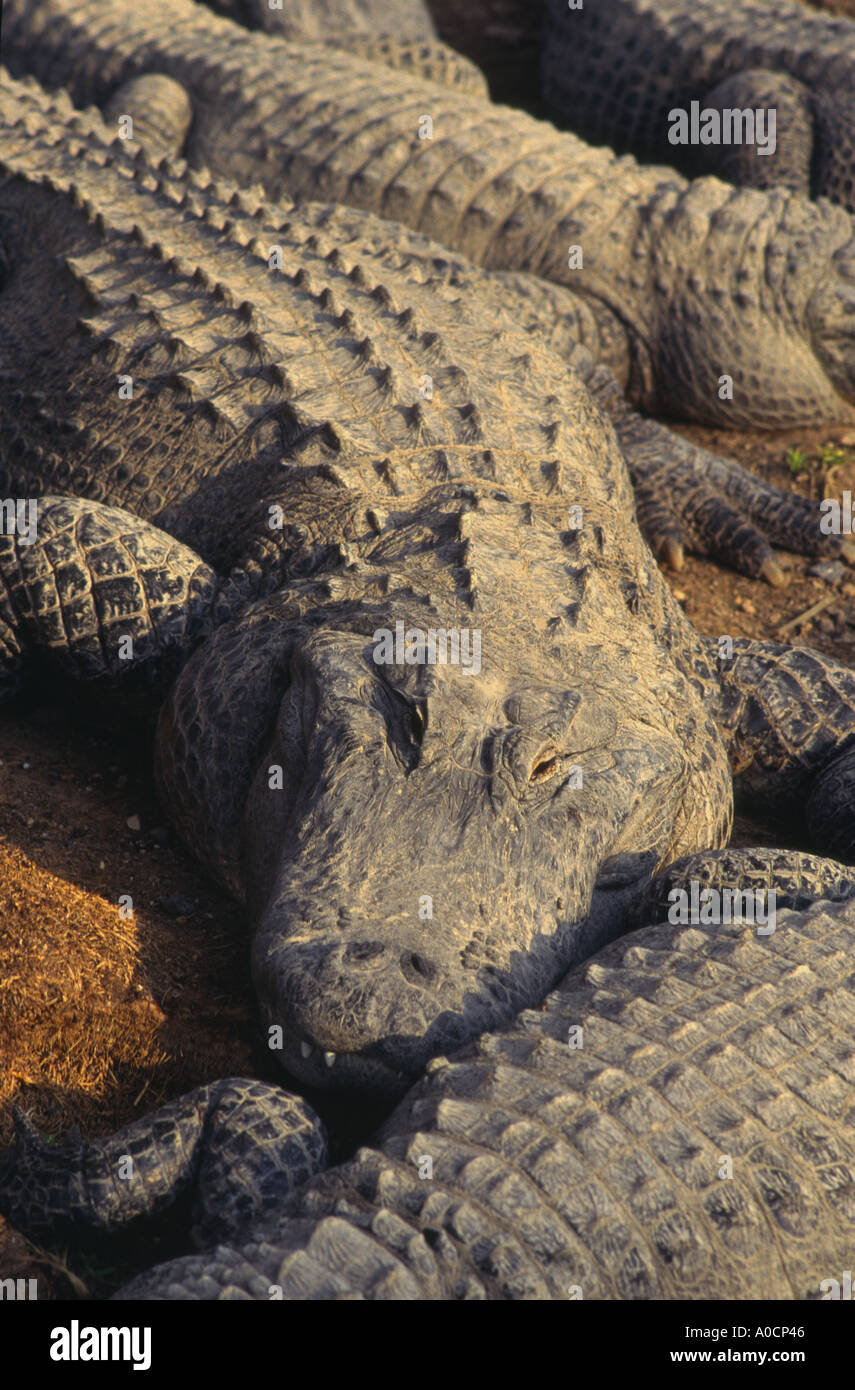 Israel Jordan valley Hamat gader hot springs park adults crocodiles ...