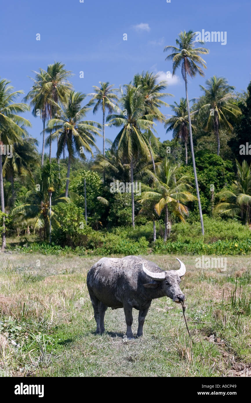 Oxen eyes hi-res stock photography and images - Alamy