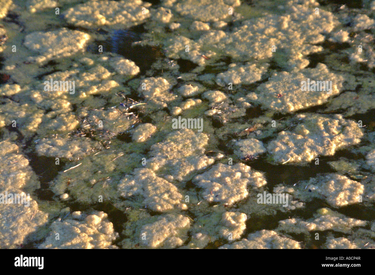 Pond scum floats on a pond Stock Photo - Alamy