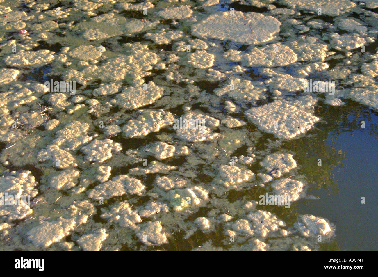 Pond scum floats on a pond Stock Photo - Alamy