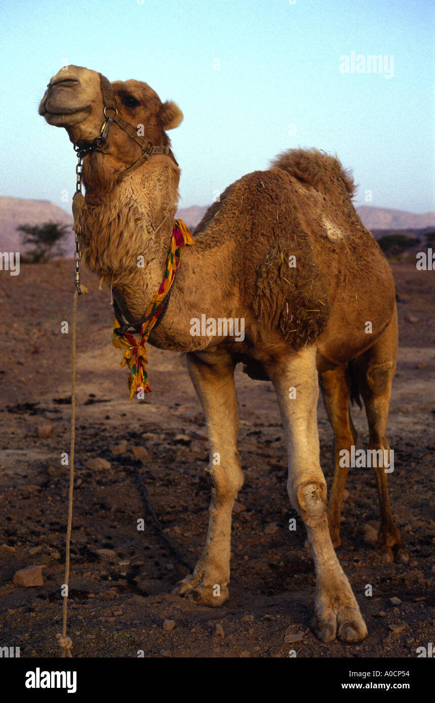 Portrait camel hi-res stock photography and images - Alamy