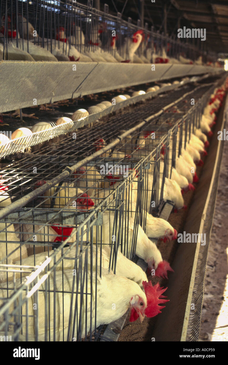 Israel upper galilee Chicken battery row of chicken eating Stock Photo ...