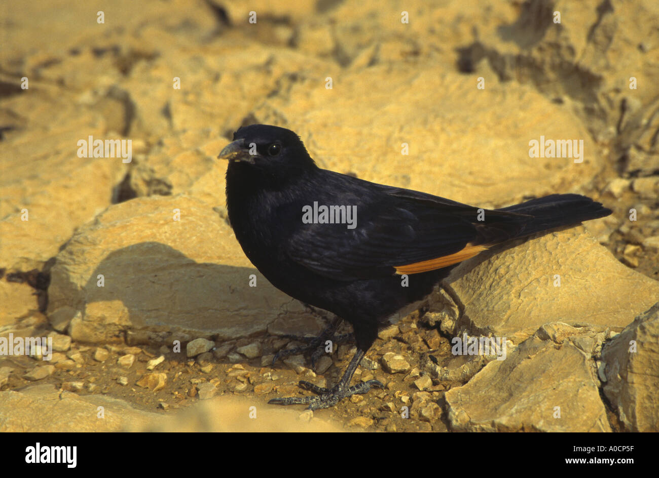 Israel desert of judea typical local bird Stock Photo - Alamy