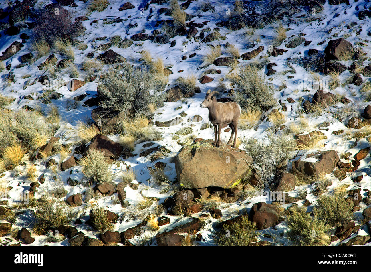 Big Horn Sheep in snow Hart Mountain National Antelope Refuge Oregon ...
