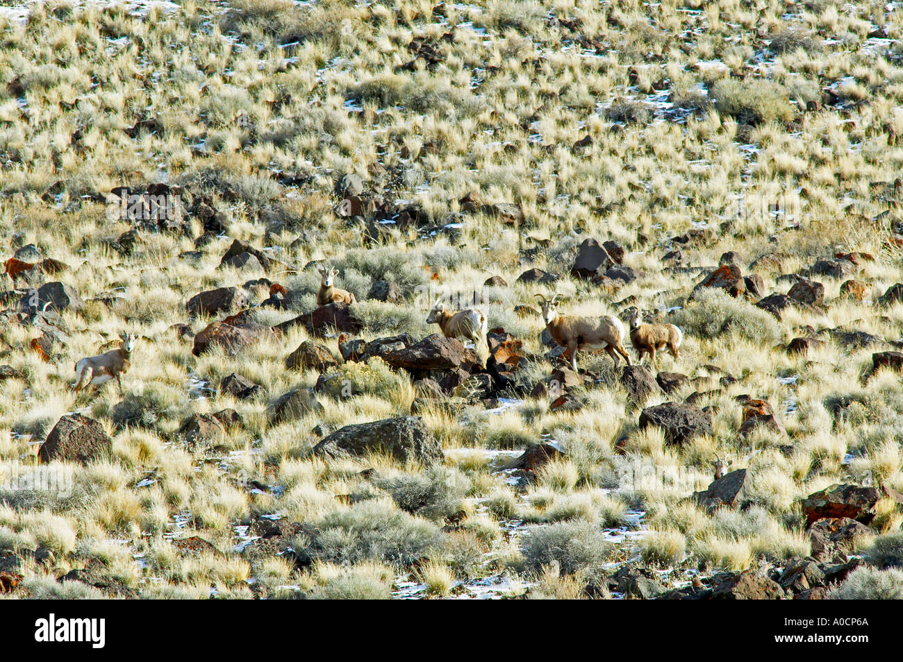 Abert rim hi-res stock photography and images - Alamy