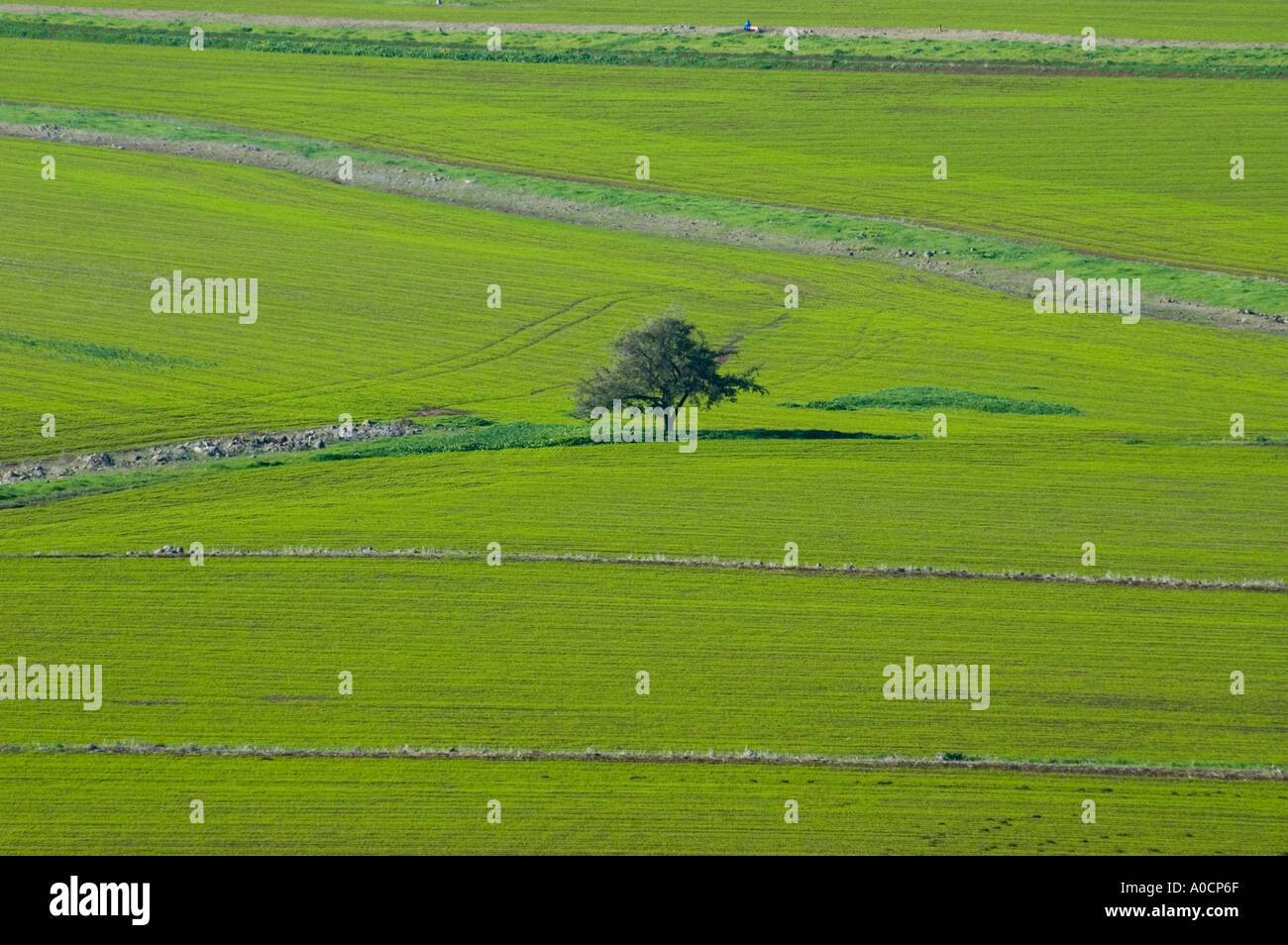 Green wheat field middle east hi-res stock photography and images - Alamy