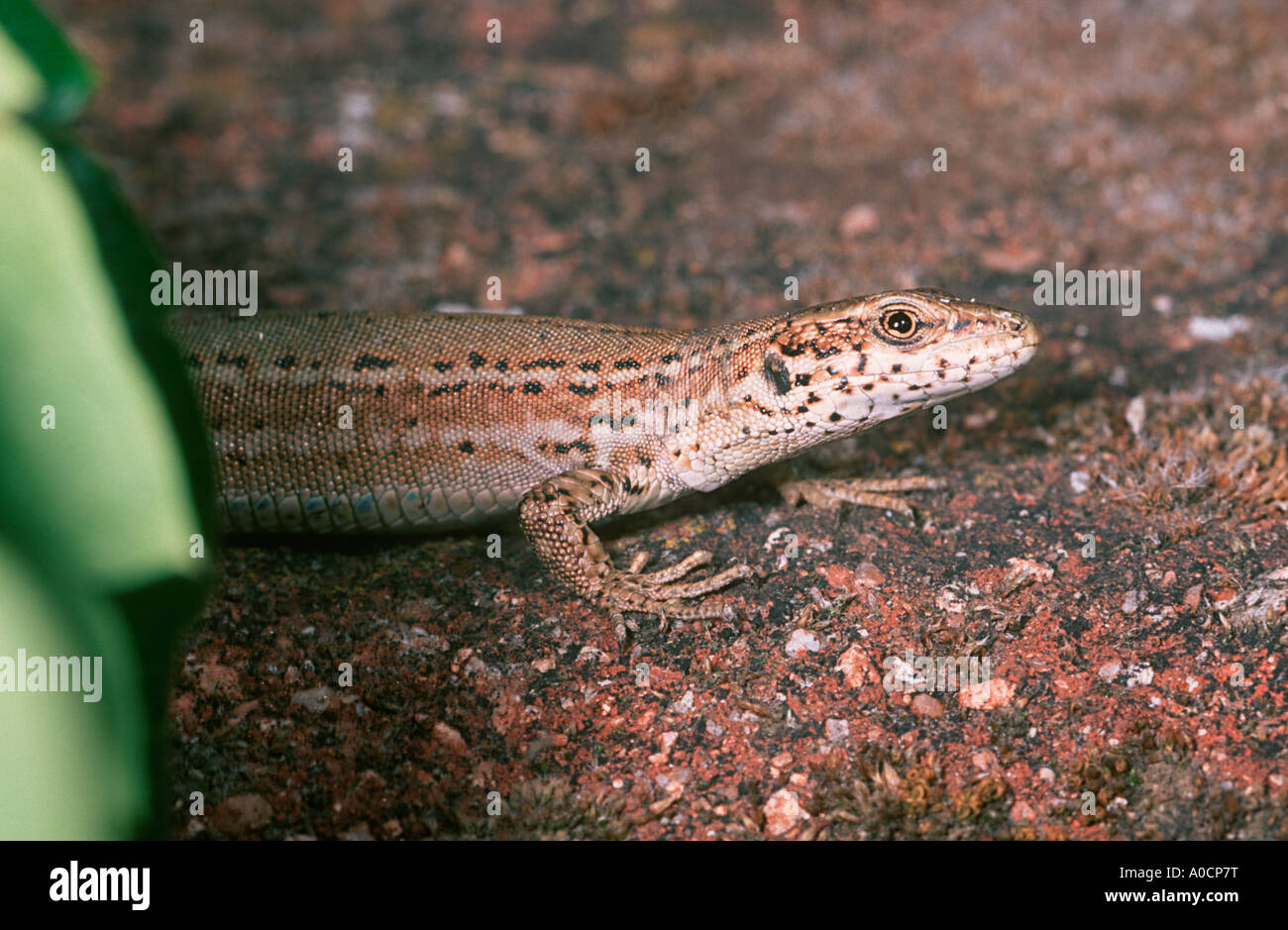 Lizard at feet hi-res stock photography and images - Alamy
