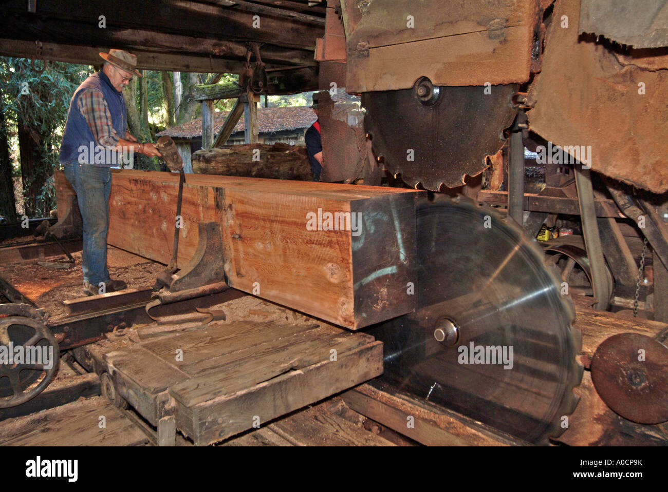 A saw mill worker is tighting the chock that holds the trimmed redwood ...