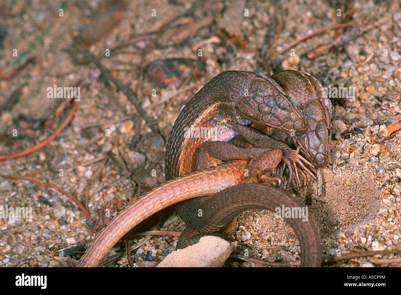 Lizards gardens hi-res stock photography and images - Alamy