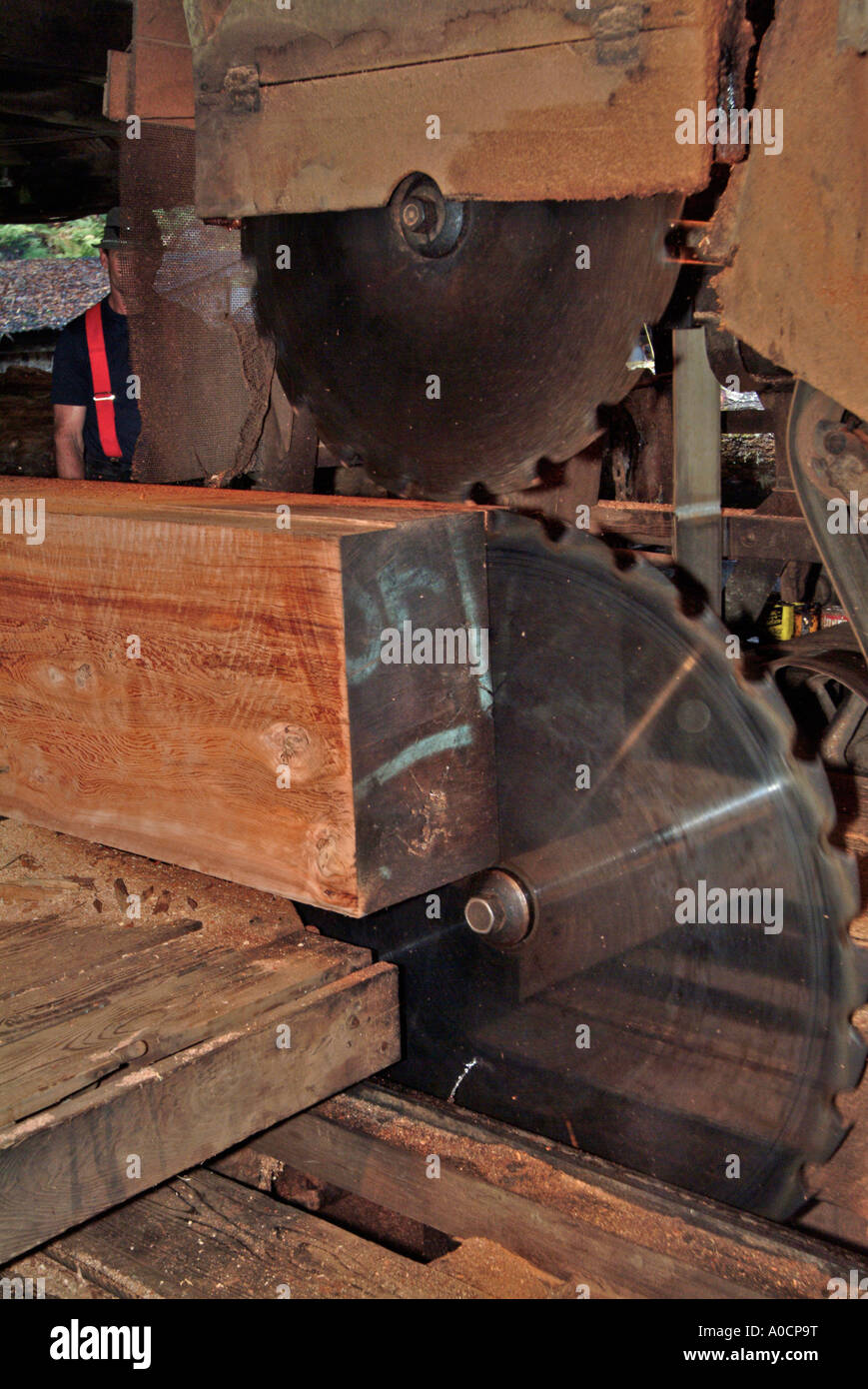 A saw mill worker operating the circular saw stands behind a protective ...