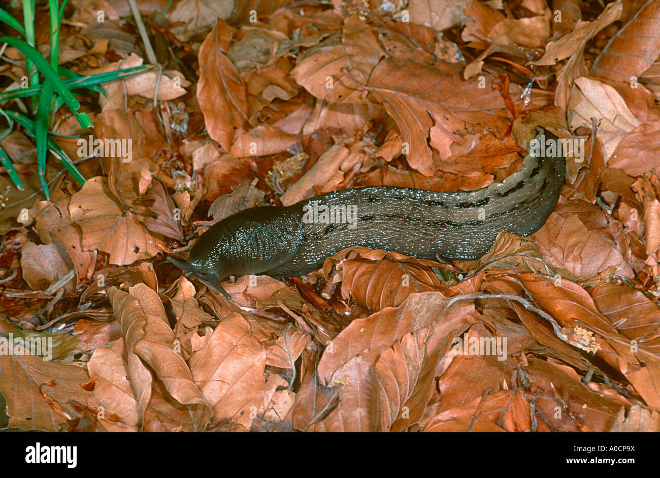 Arion sp hi-res stock photography and images - Alamy