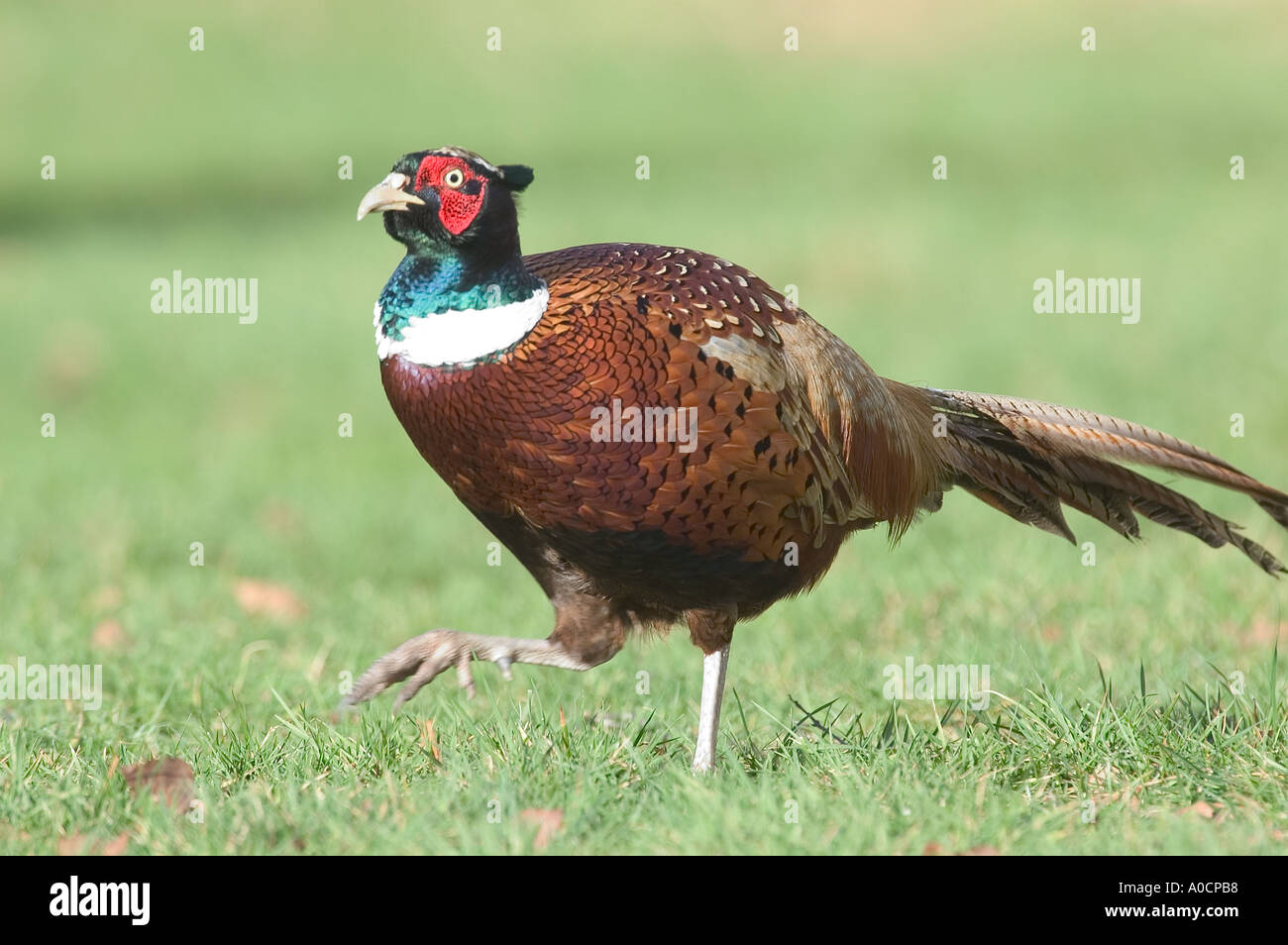 Male Ring necked Pheasant, Vancouver Island, BC, Canada Stock Photo - Alamy