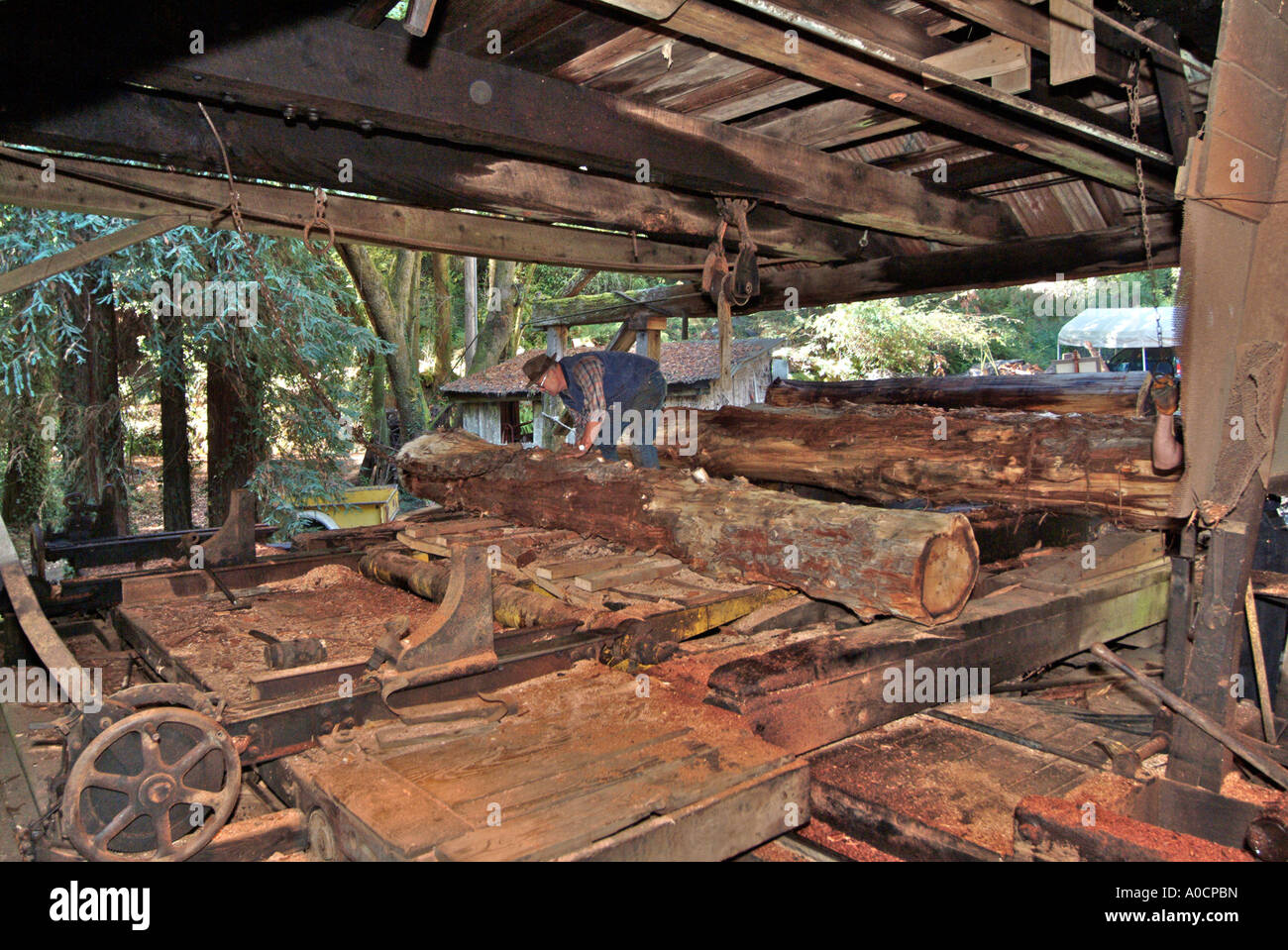 Saw mill worker is using chains to move the next redwood log into place ...