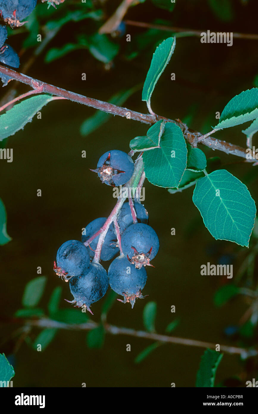 Amelanchier snowy mespilus hi-res stock photography and images - Alamy