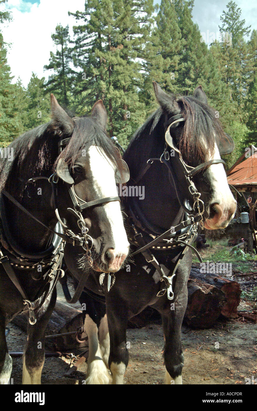 Draft horse horse logging hi-res stock photography and images - Alamy