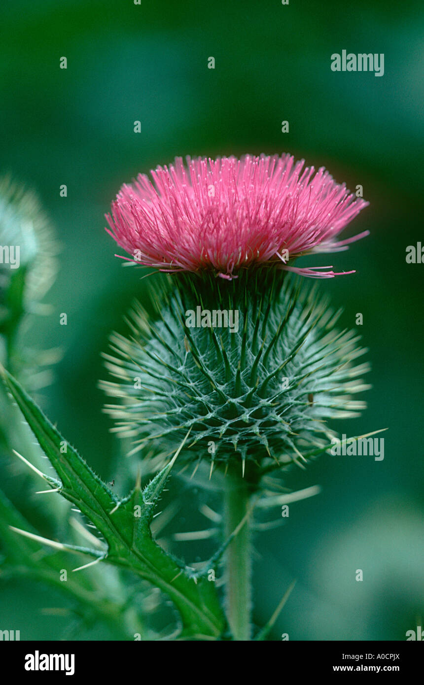 Carduus sp hi-res stock photography and images - Alamy