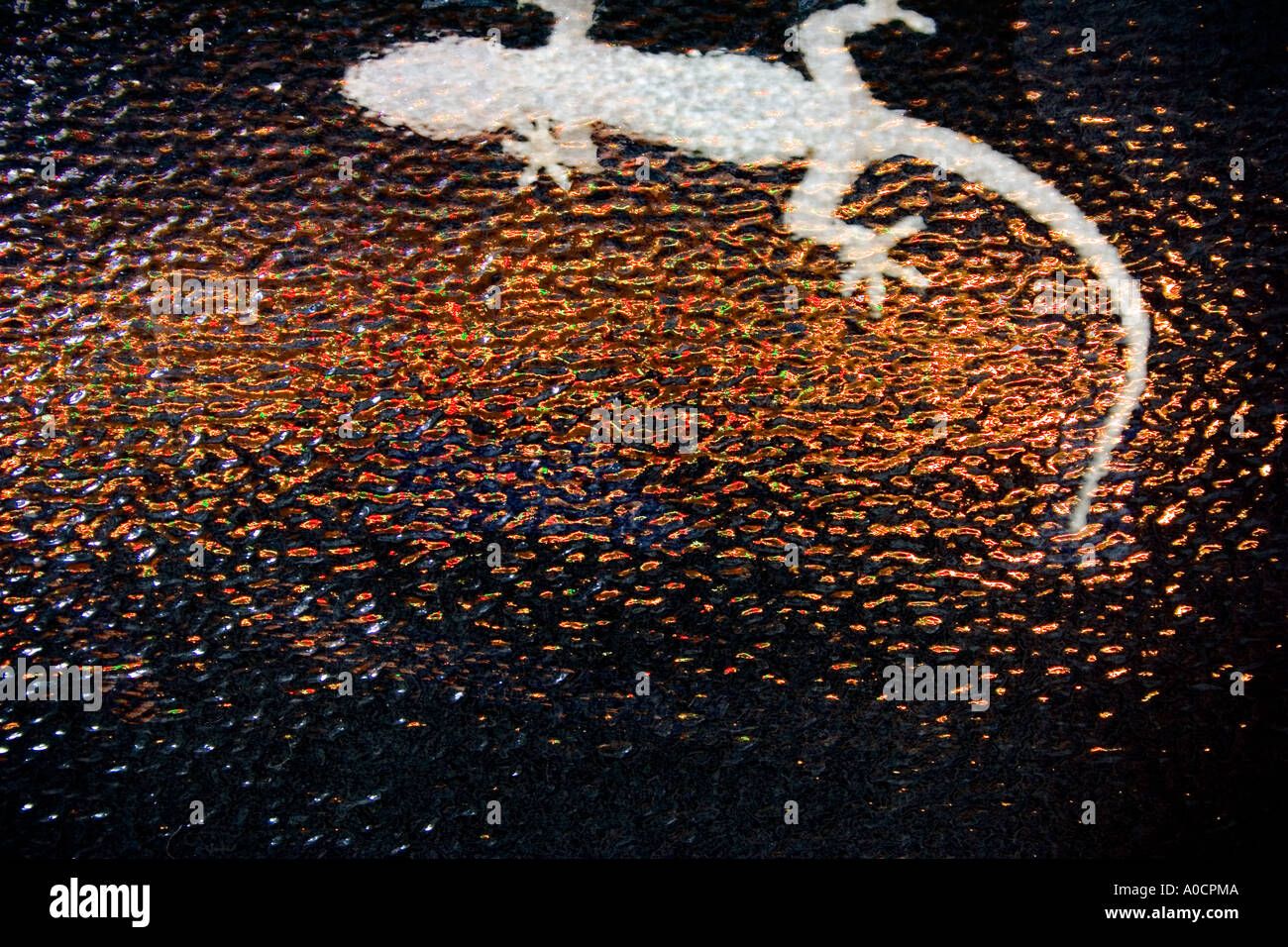Lizard on window looking for insects to catch at night Stock Photo - Alamy
