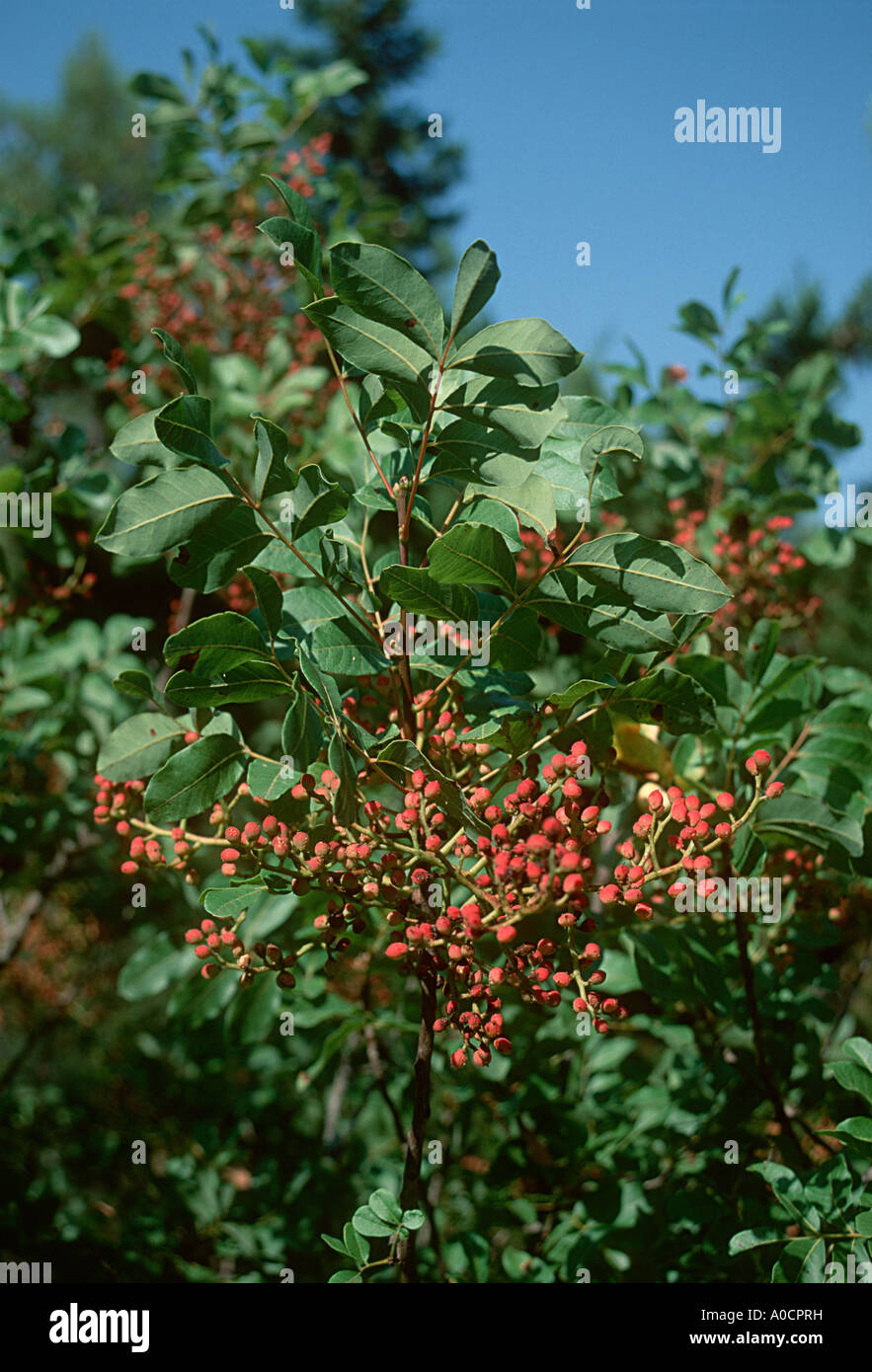 Terebinth tree hi-res stock photography and images - Alamy