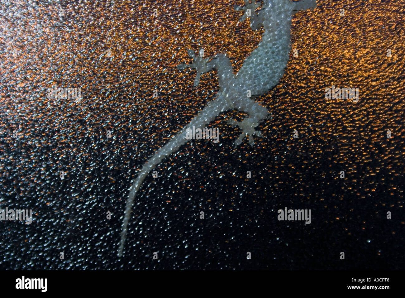 Lizard on window looking for insects to catch at night Stock Photo - Alamy