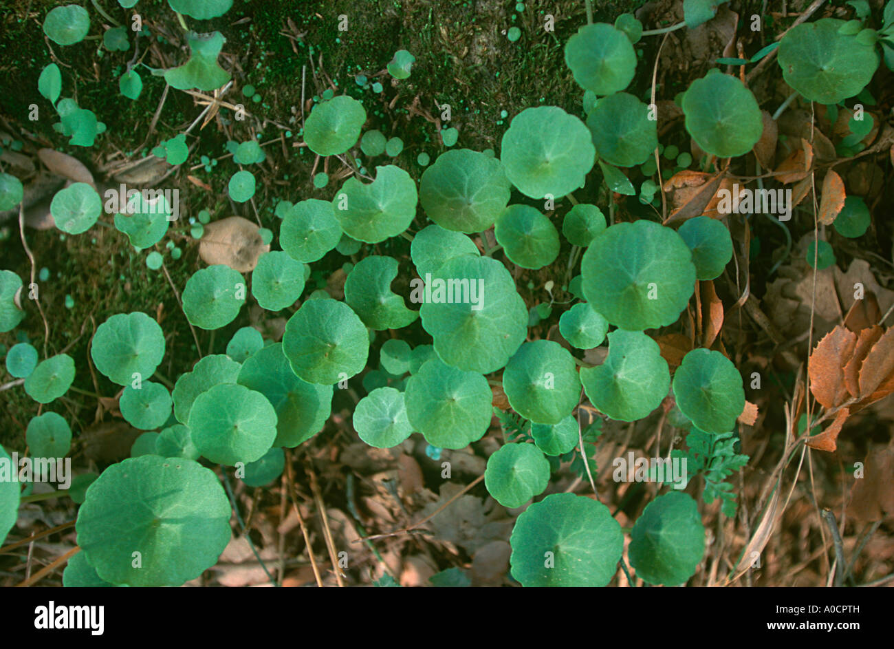 Wall Pennywort Plants, Umbilicus rupestris Stock Photo - Alamy