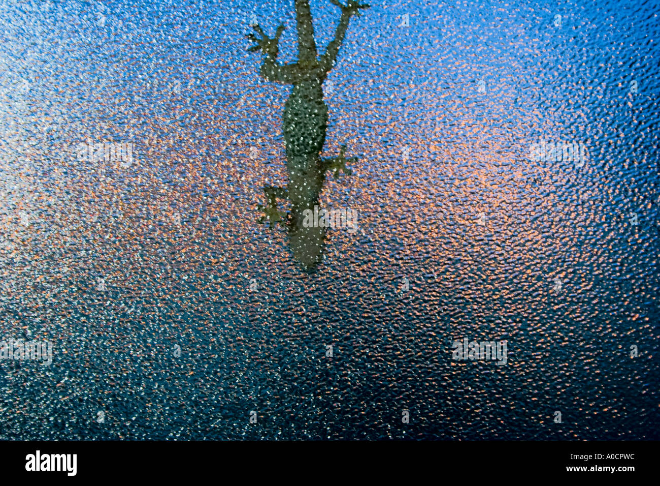 Lizard on window looking for insects to catch at night Stock Photo - Alamy