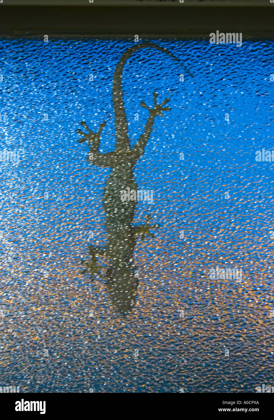 Lizard on window looking for insects to catch at night Stock Photo - Alamy