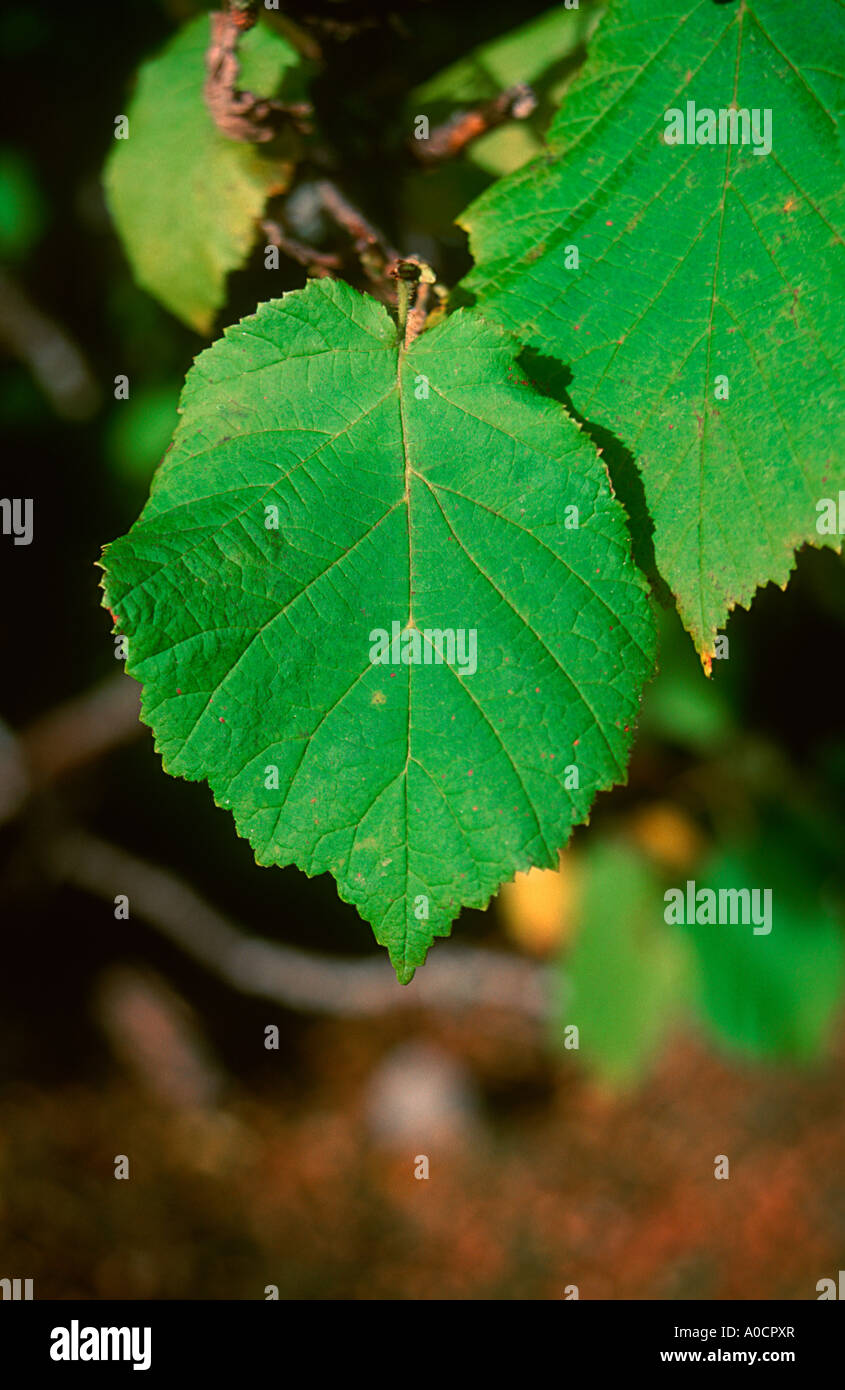 Hazeltrees hi-res stock photography and images - Alamy