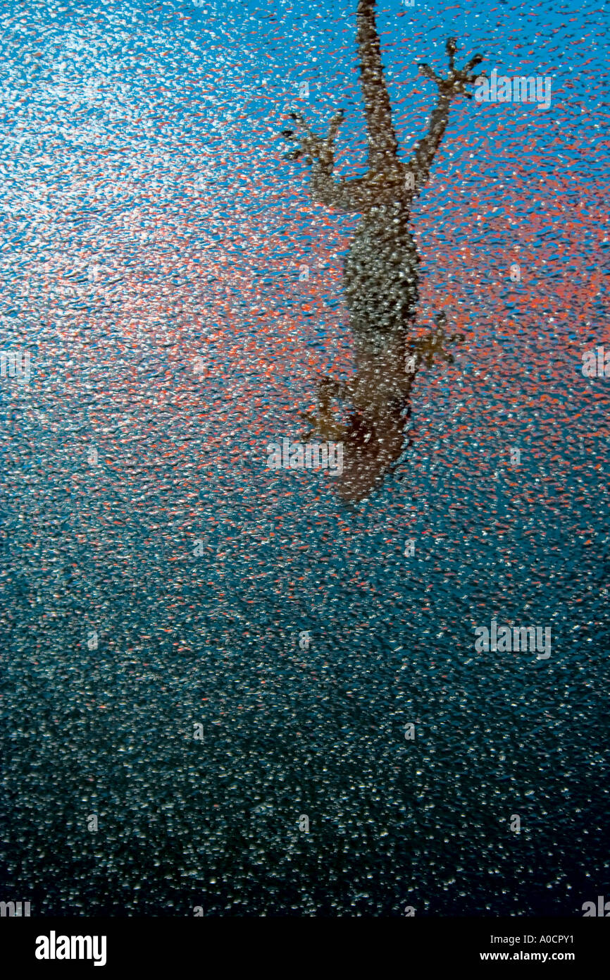 Lizard on window looking for insects to catch at night Stock Photo - Alamy