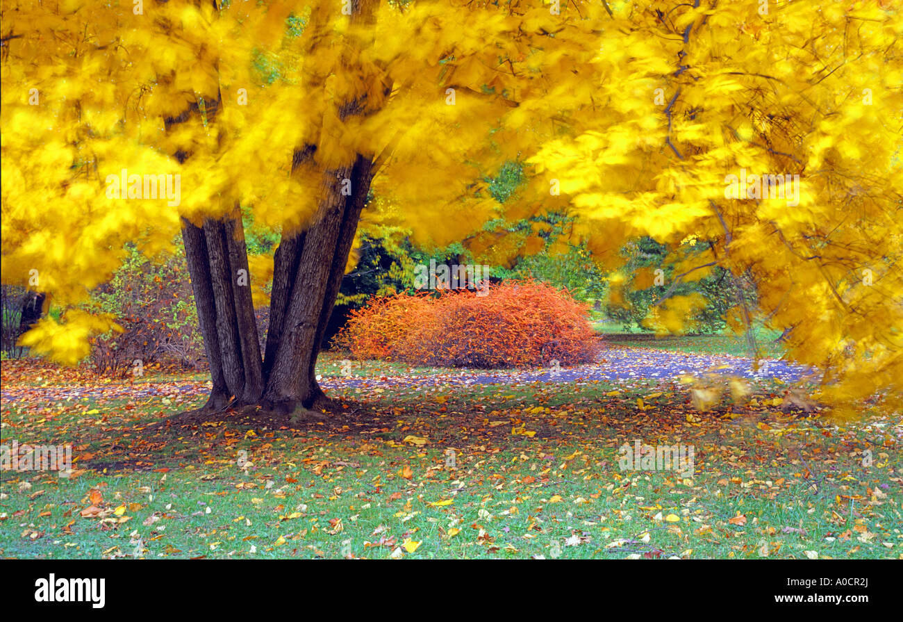 Shagbark tree hicory tree with yellow leaves in autumn Carya laciniosa ...