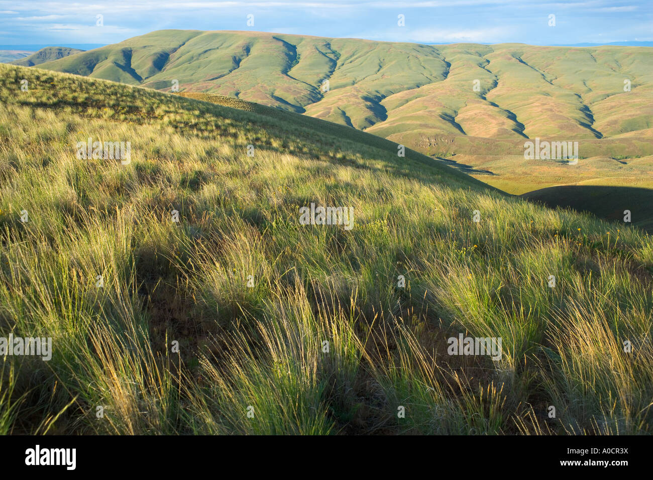 Lush green rolling hillsides hi-res stock photography and images - Alamy