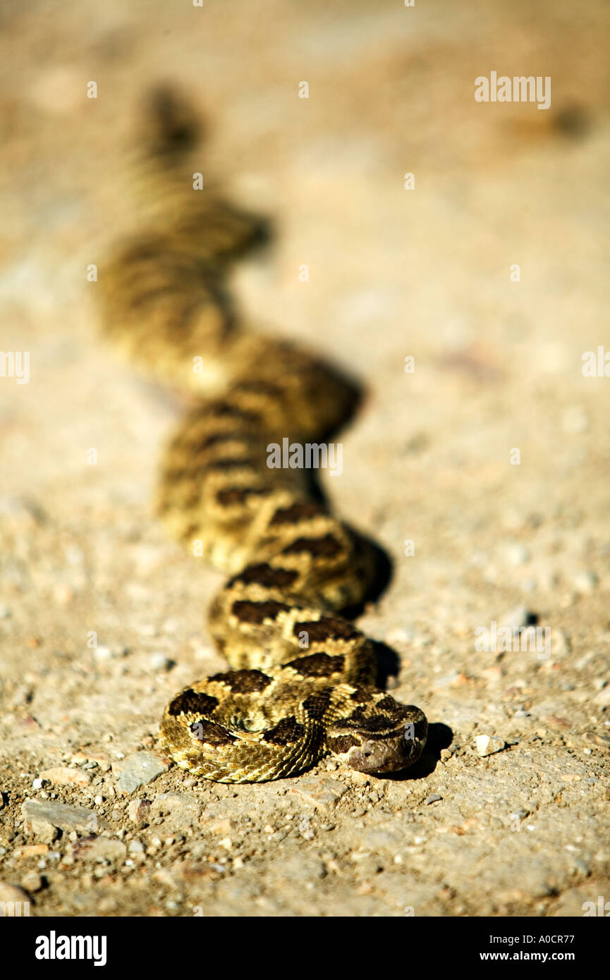 California rattle snake hi-res stock photography and images - Alamy